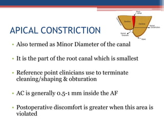 Wl determination & anatomy of the root apex | PPTX