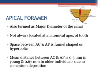 Wl determination & anatomy of the root apex | PPTX