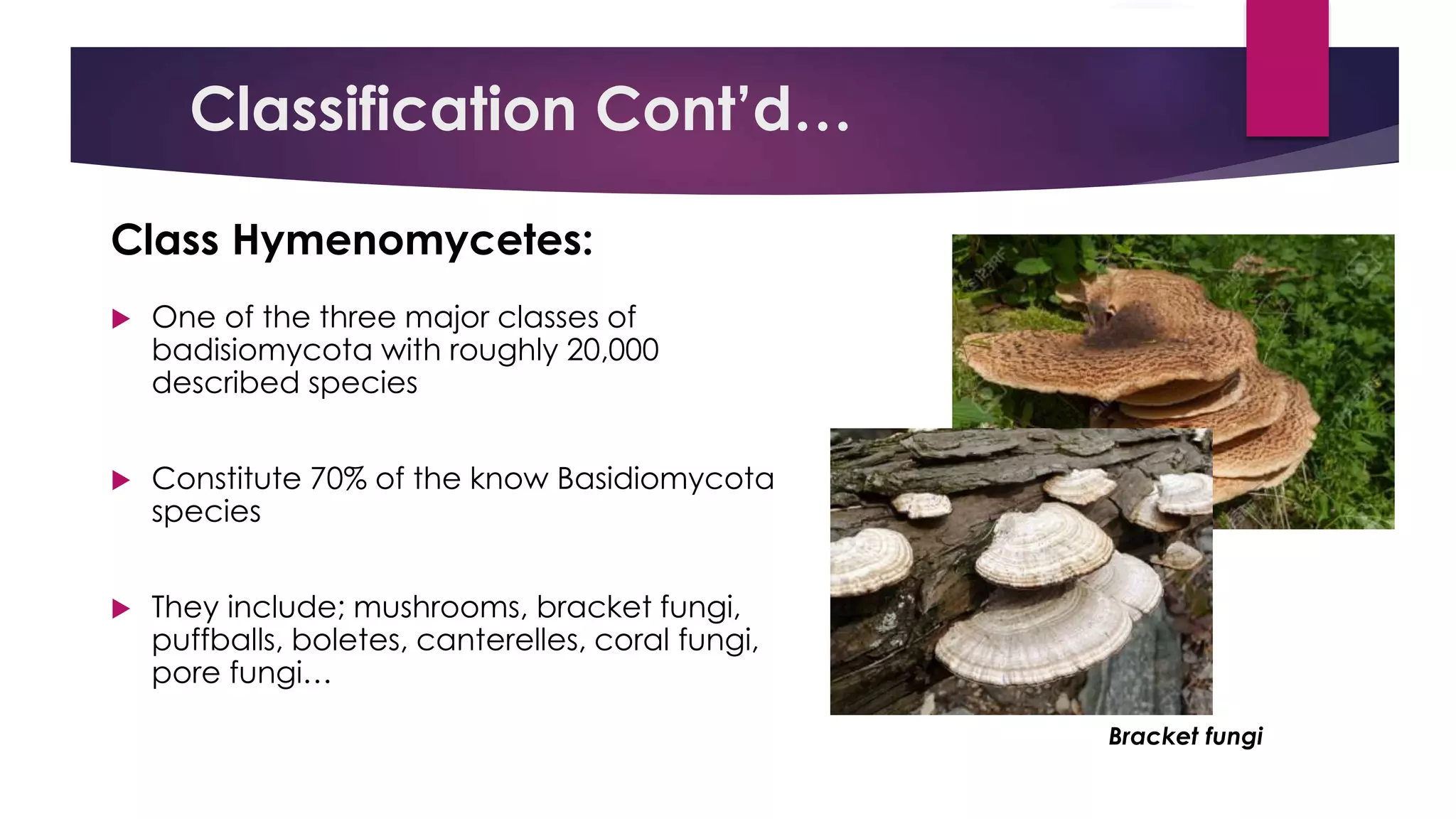 Phylum Basidiomycota & Fungi Association with Other Organisms | PPTX