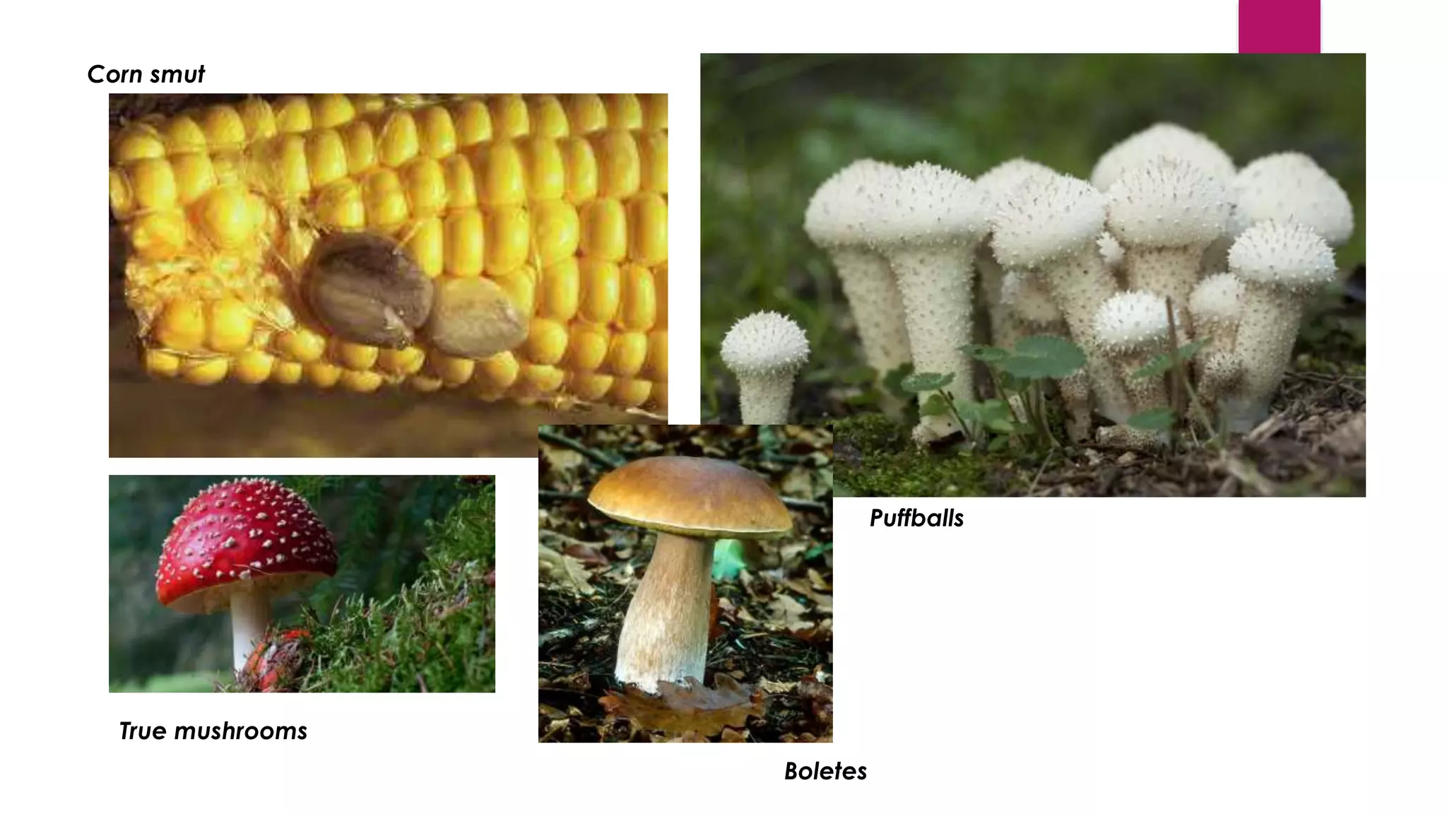 Phylum Basidiomycota & Fungi Association with Other Organisms | PPTX