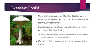 Basidiomycota Structure