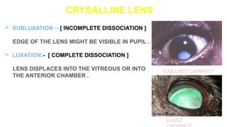 Examinations of Anterior Segment of the Eye and Protocols during ...