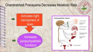 10. metabolism and pranayama | PPTX | Endocrine and Metabolic Diseases ...