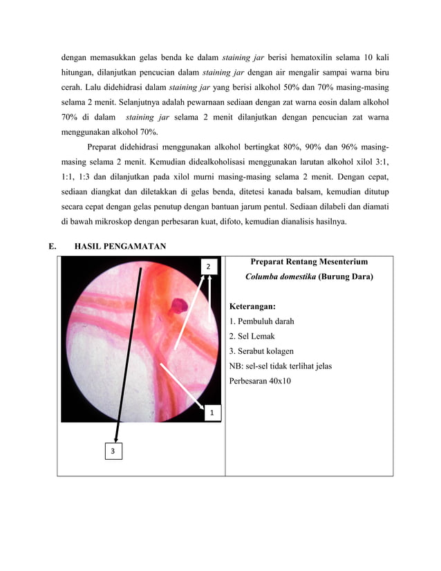 Preparat Whole Mount Protozoa_Preparat Rentang Mesenterium_Preparat ...
