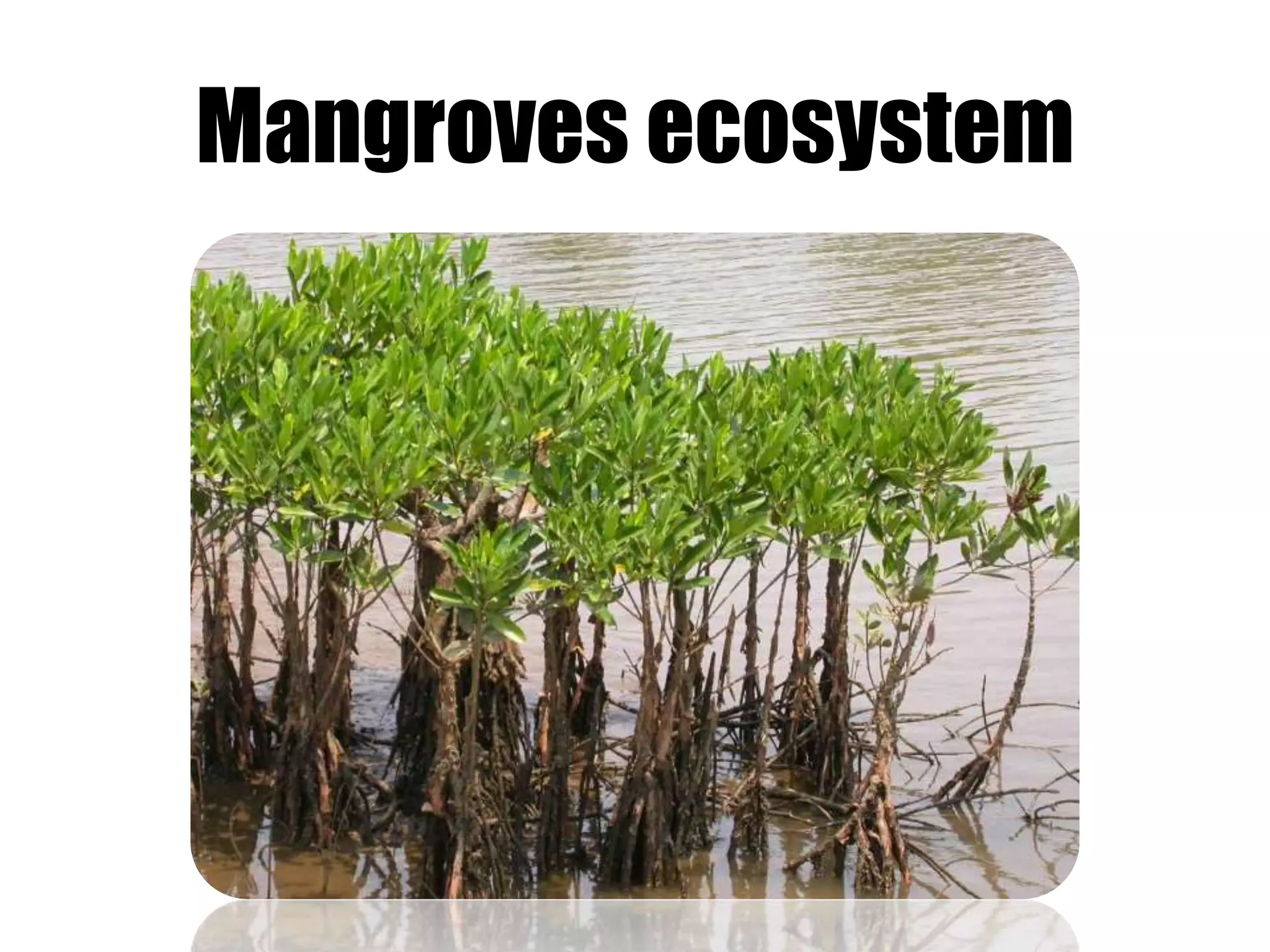 Mangroves ecosystem | PPTX