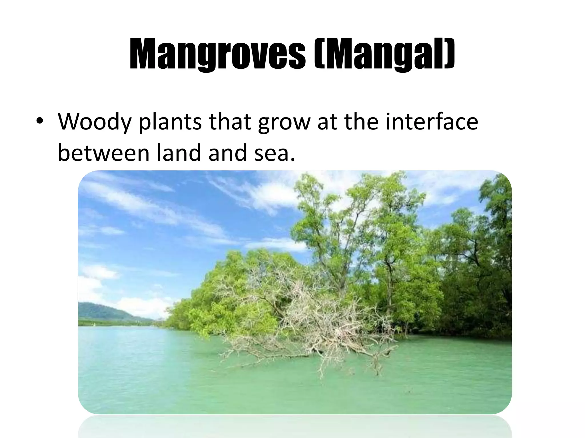 Mangroves ecosystem | PPTX