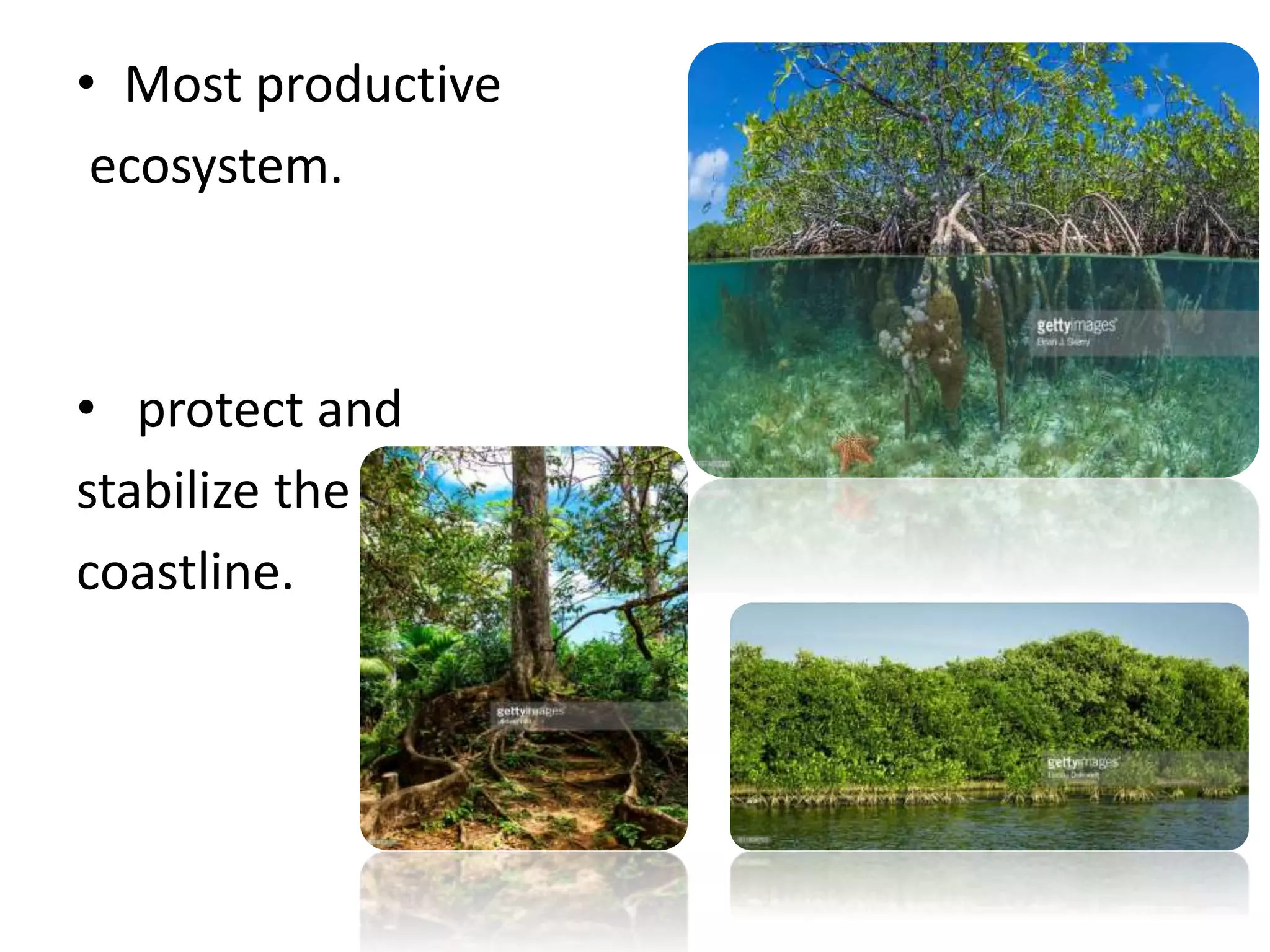 Mangroves ecosystem | PPTX