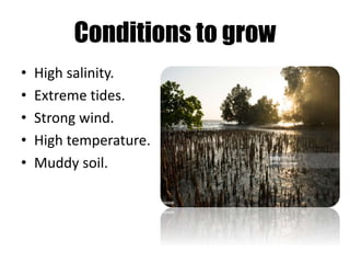 Mangroves ecosystem | PPTX