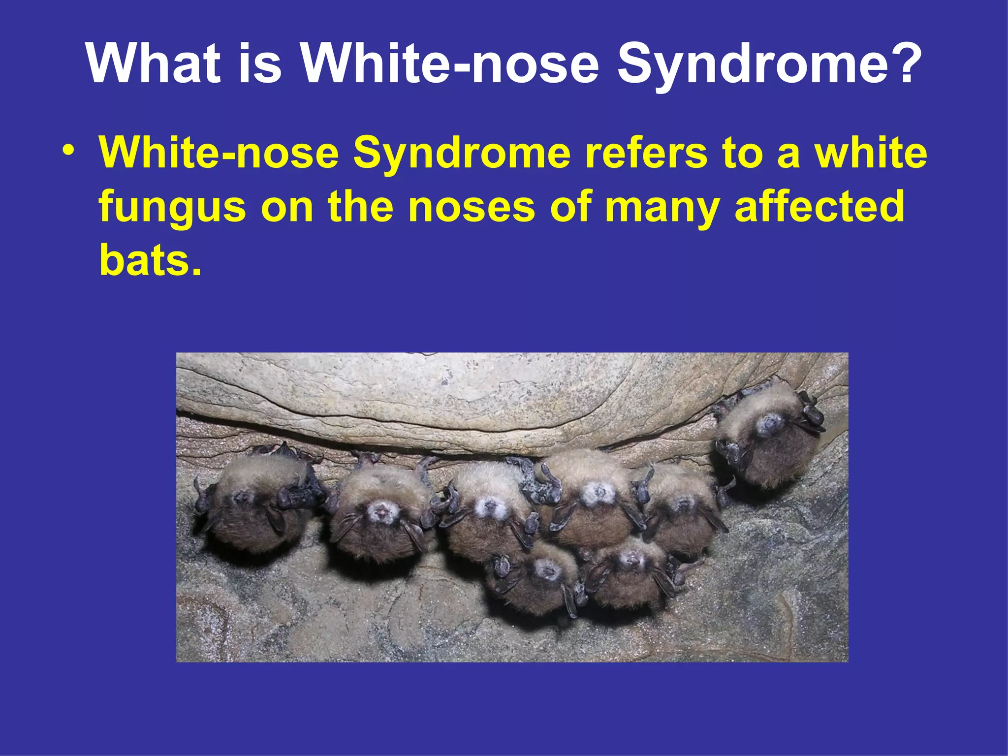 White Nose Syndrome | PPT
