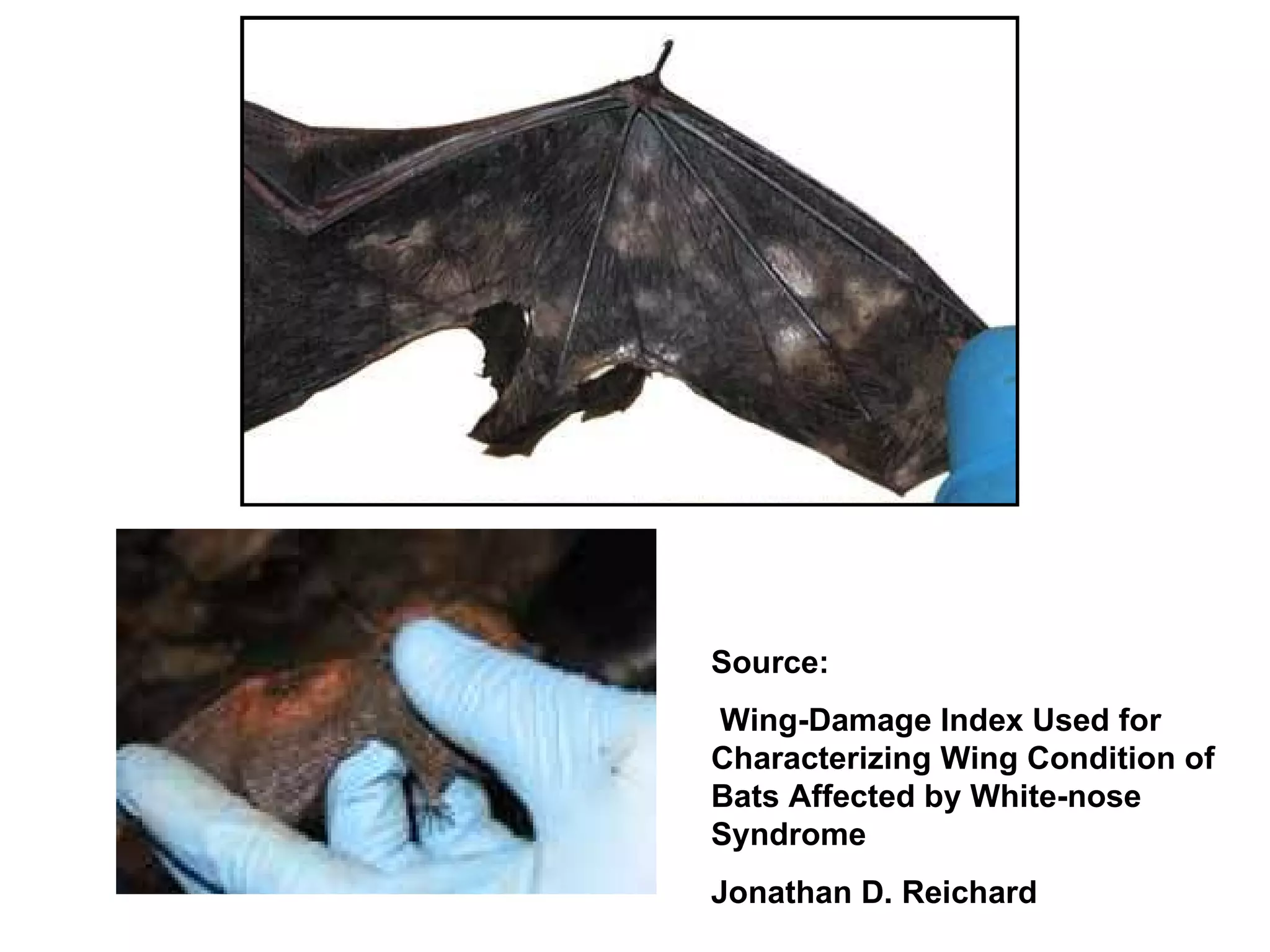 White Nose Syndrome | PPT