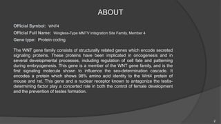 WNT 4 gene | PPTX
