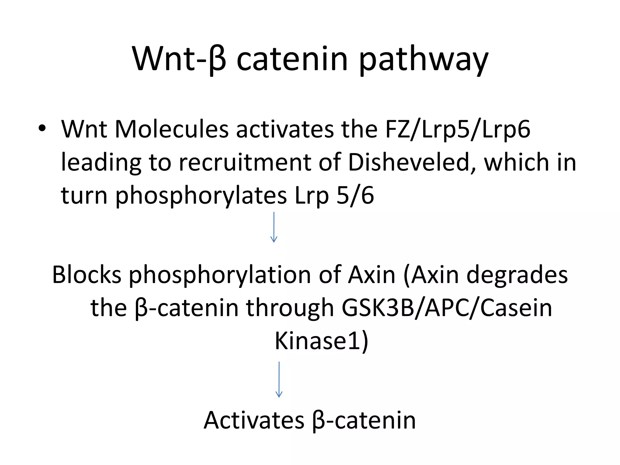 Wnt-Signalling in Endocrinology | PPTX