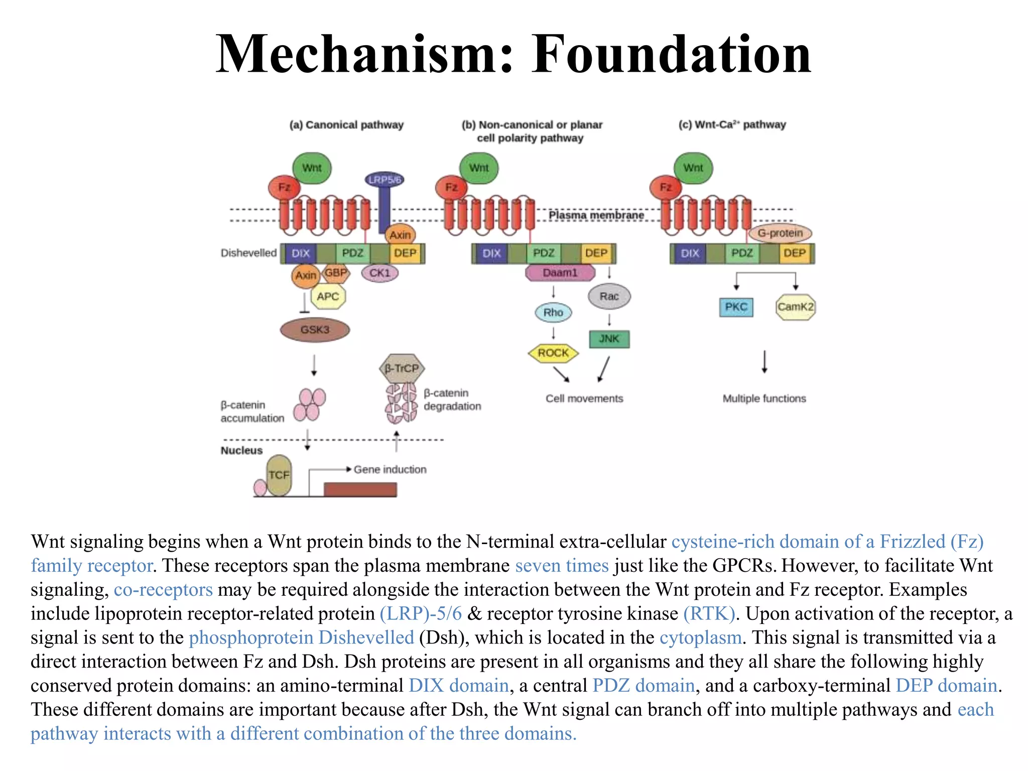 Regulation by Wnt Signaling | PPTX