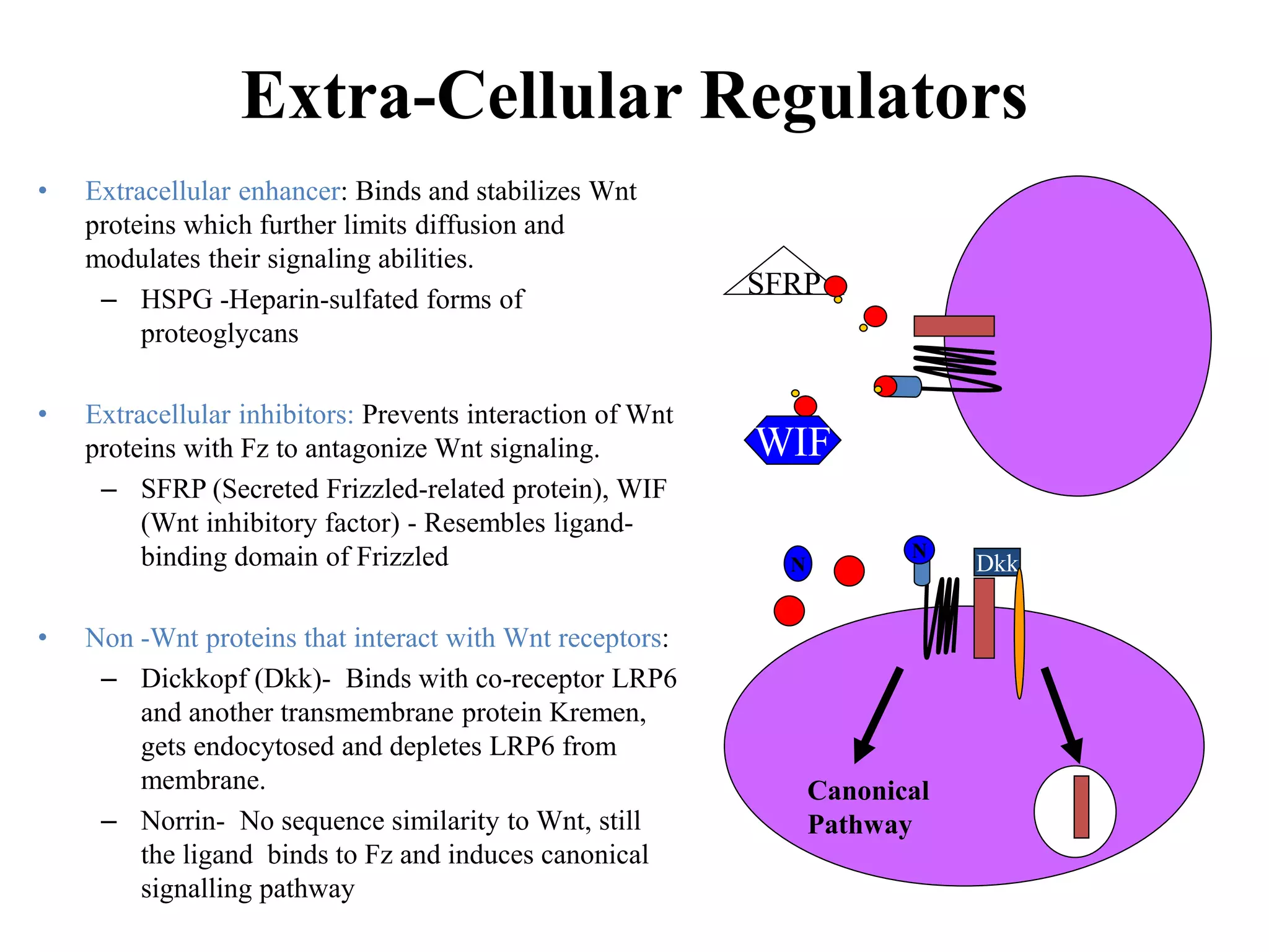 Regulation by Wnt Signaling | PPTX