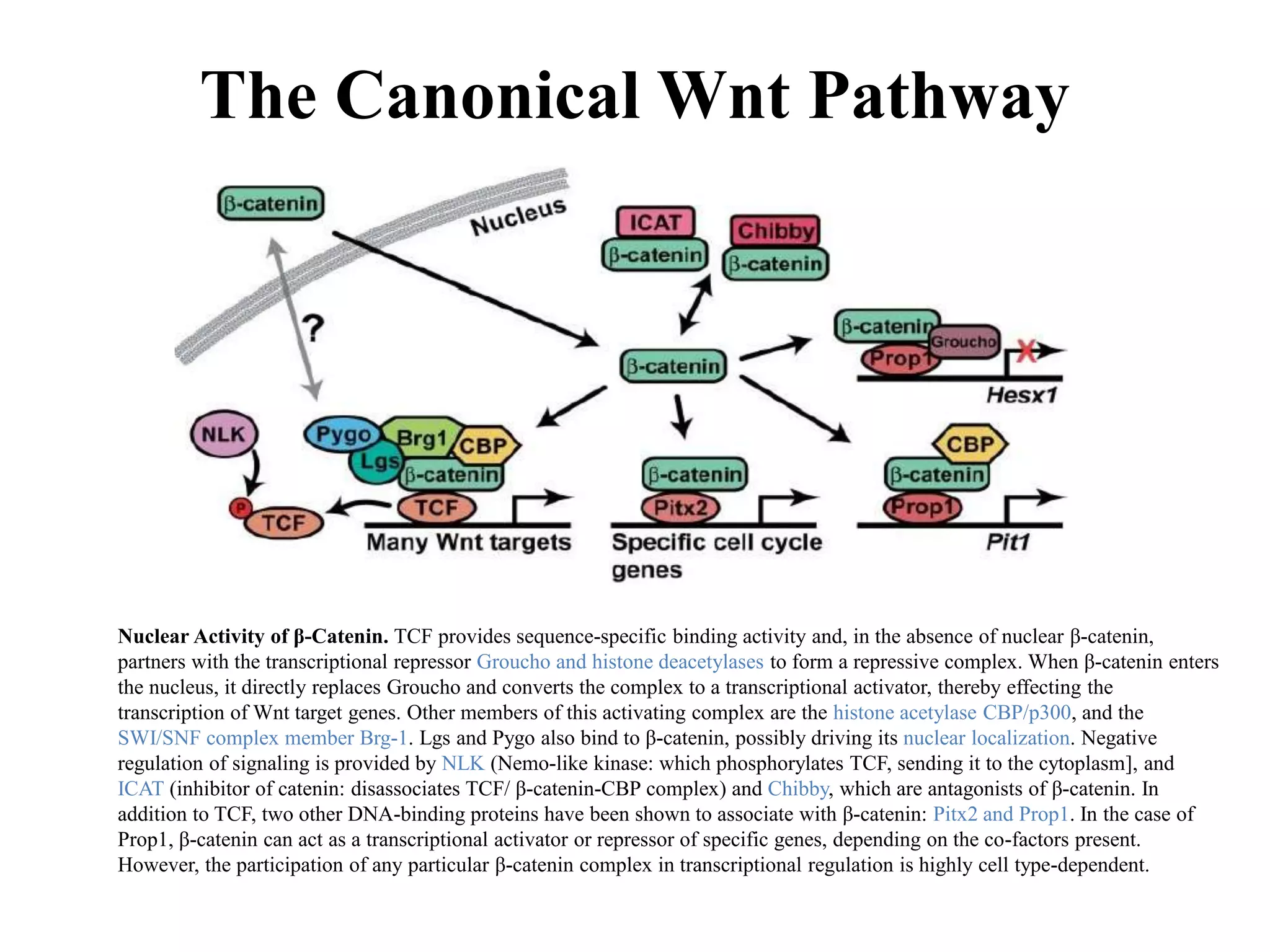 Regulation by Wnt Signaling | PPTX
