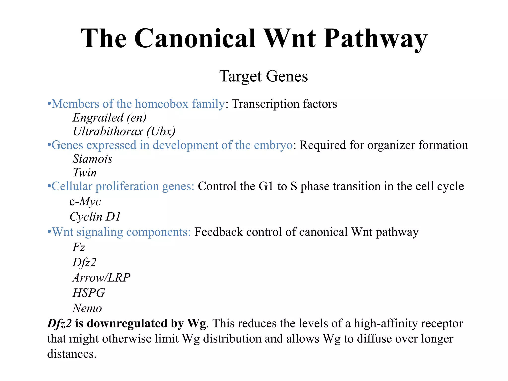 Regulation by Wnt Signaling | PPTX