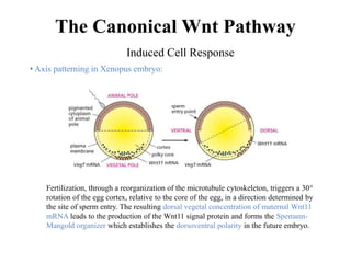 Regulation by Wnt Signaling | PPTX