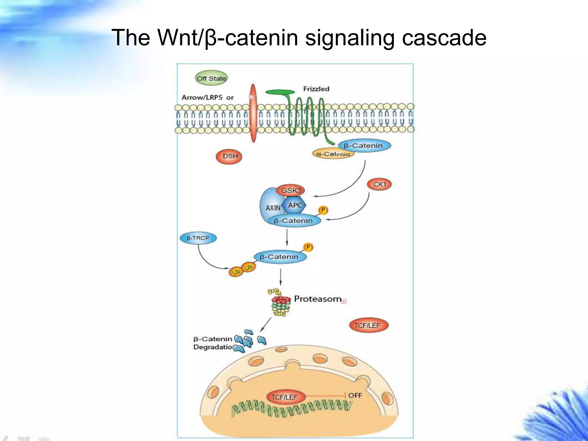 Wnt signaling pathway creative diagnostics | PPTX