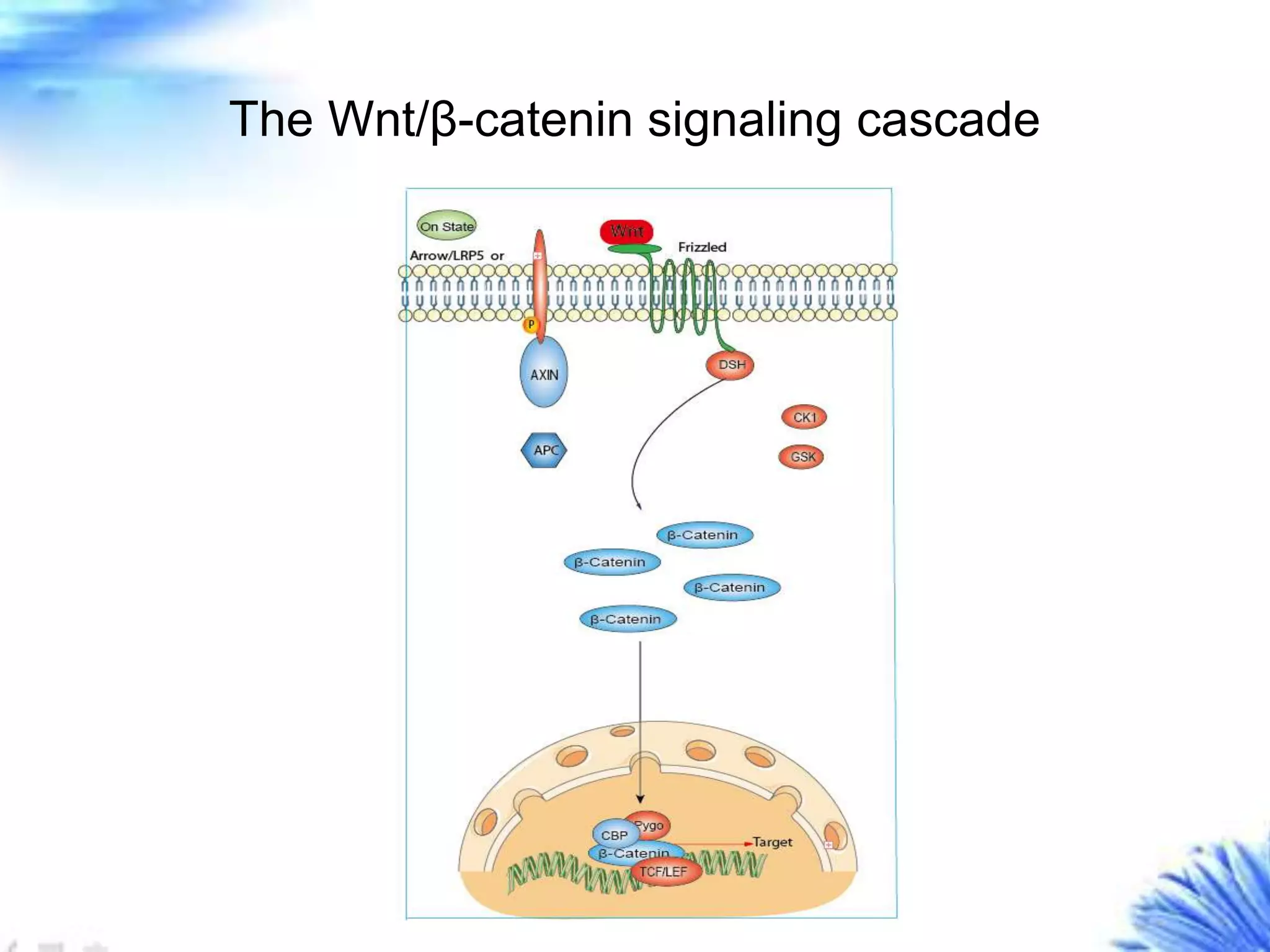 Wnt signaling pathway creative diagnostics | PPTX
