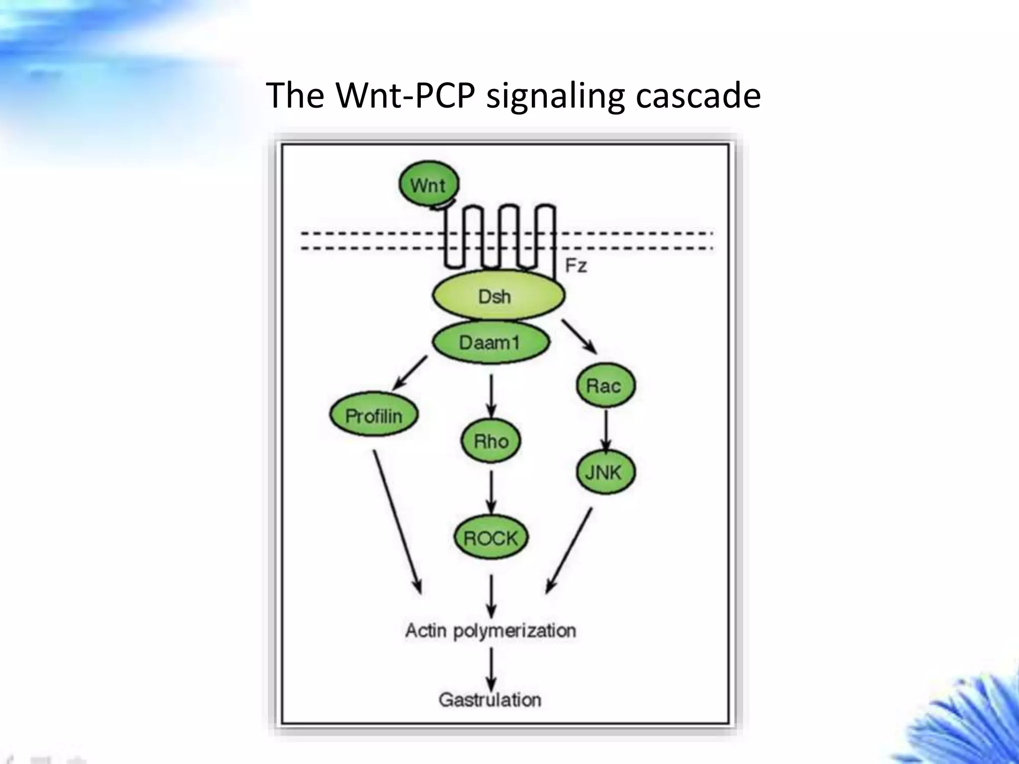 Wnt signaling pathway creative diagnostics | PPTX