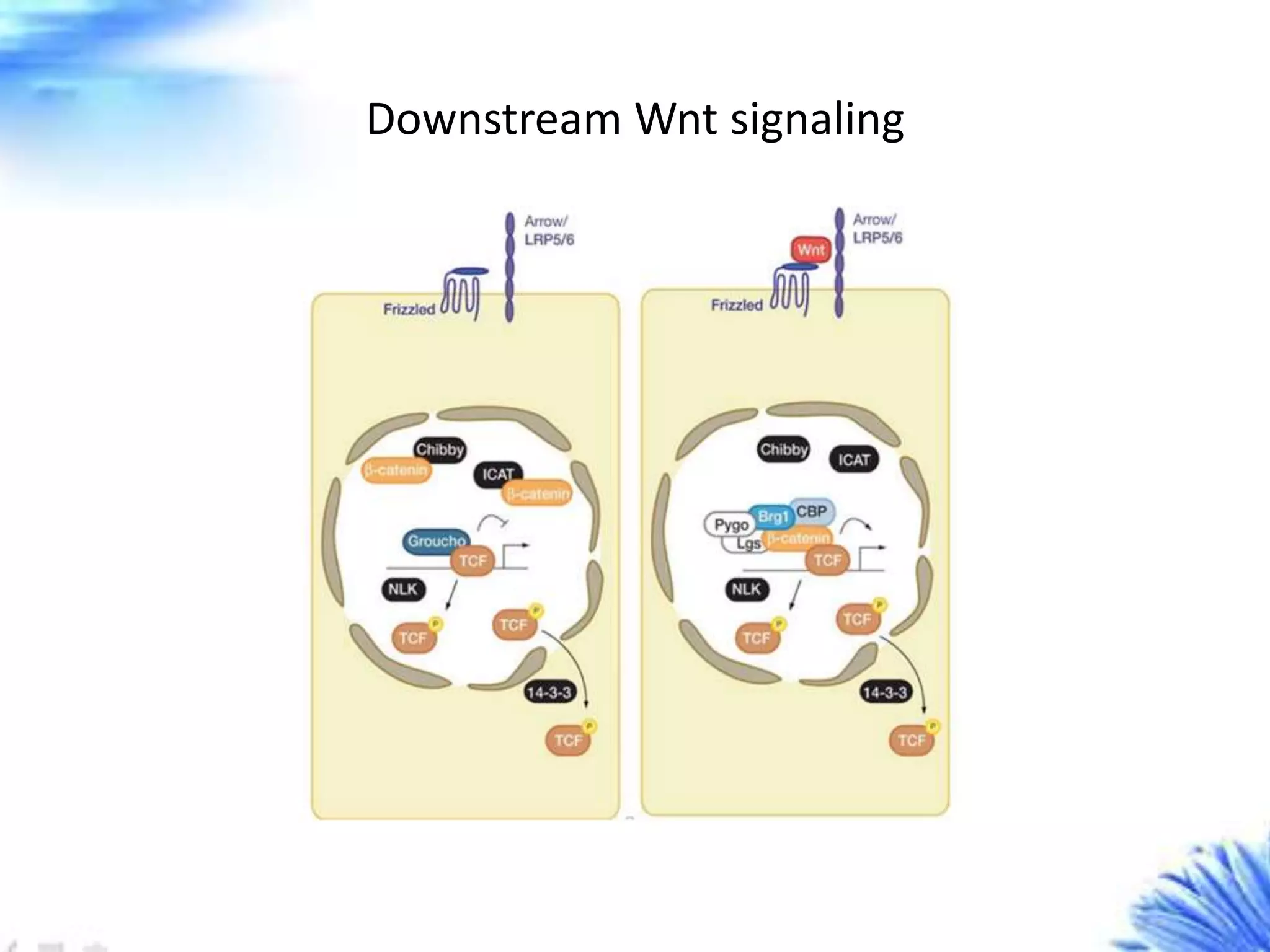 Wnt signaling pathway creative diagnostics | PPTX