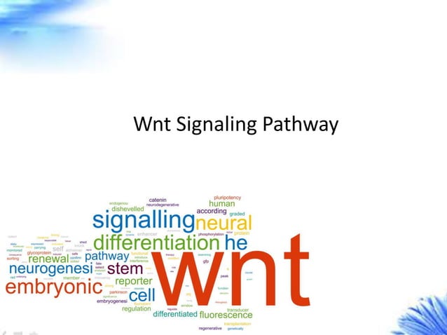 Wnt signaling pathway creative diagnostics | PPT