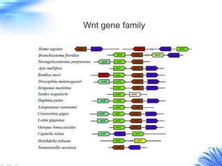 Wnt signaling pathway creative diagnostics | PPT