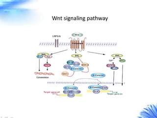 Wnt signaling pathway creative diagnostics | PPTX