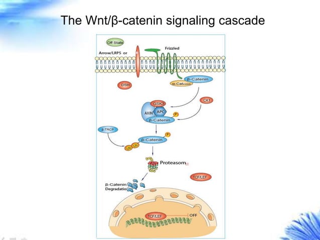 Wnt signaling pathway creative diagnostics | PPT