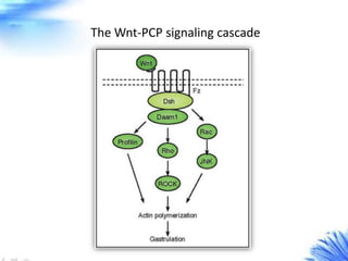 Wnt signaling pathway creative diagnostics | PPT | Free Download