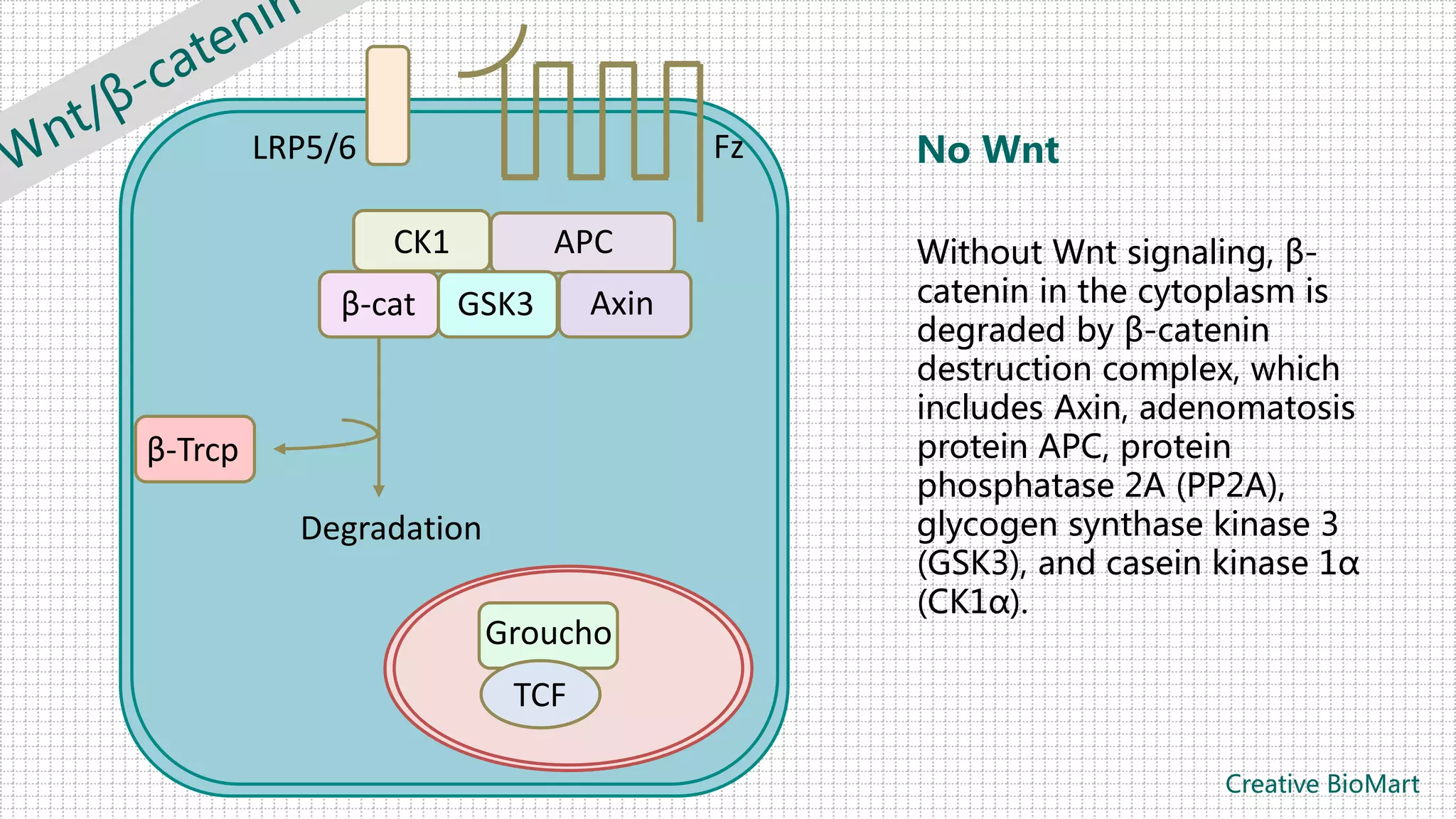 Wntsignalpathway 180129083511 | PDF