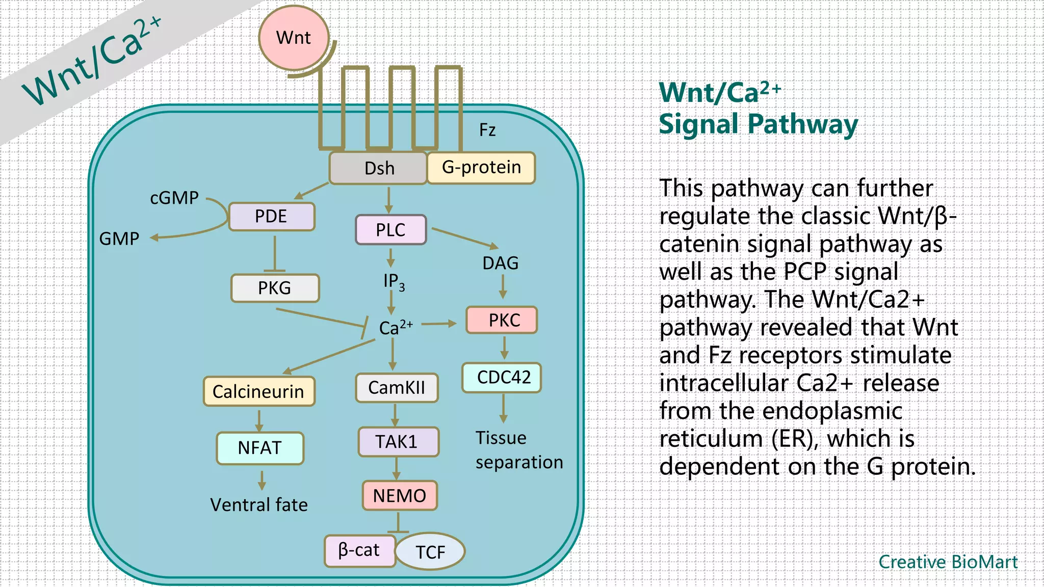 Wntsignalpathway 180129083511 | PDF