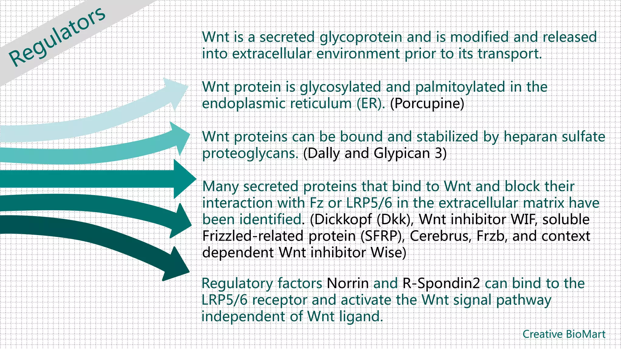 Wntsignalpathway 180129083511 | PDF