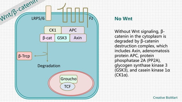Wntsignalpathway 180129083511 | PPT