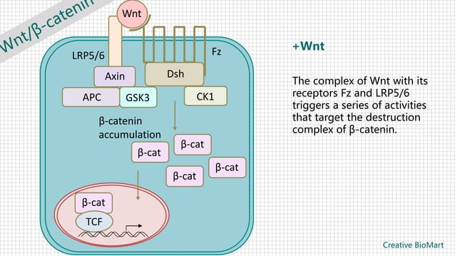 Wntsignalpathway 180129083511 | PPT