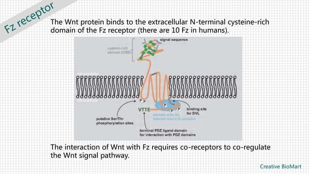 Wntsignalpathway 180129083511 | PPT