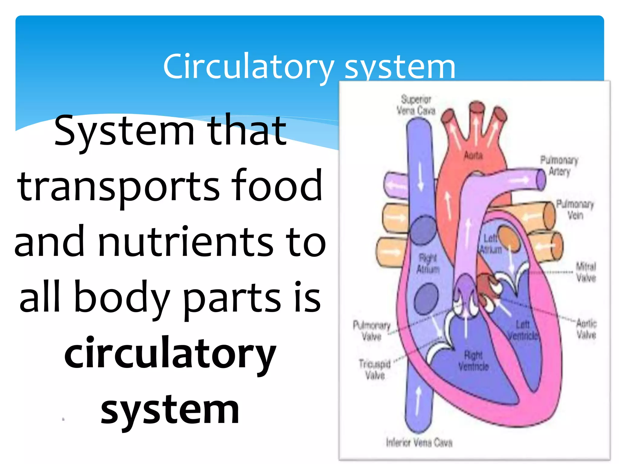 Circulatory system class 11 cbse | PPTX