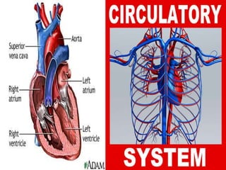 Circulatory system class 11 cbse | PPTX
