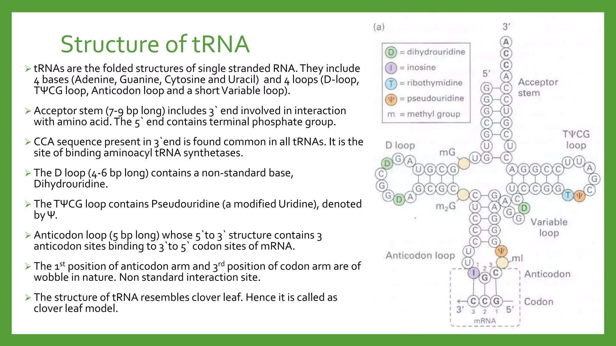 Wobble hypothesis | PPTX