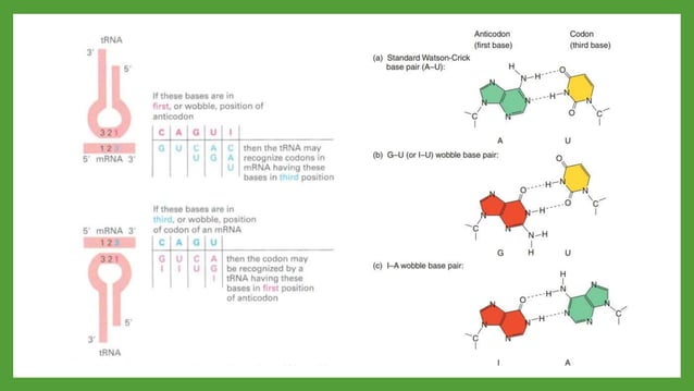 Wobble Hypothesis Pptx