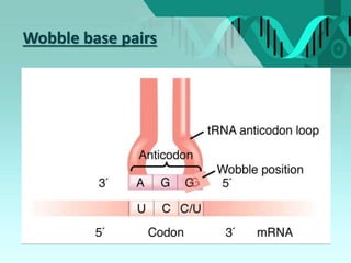 Wobble hypothesis | PPTX | Programming Languages | Computing