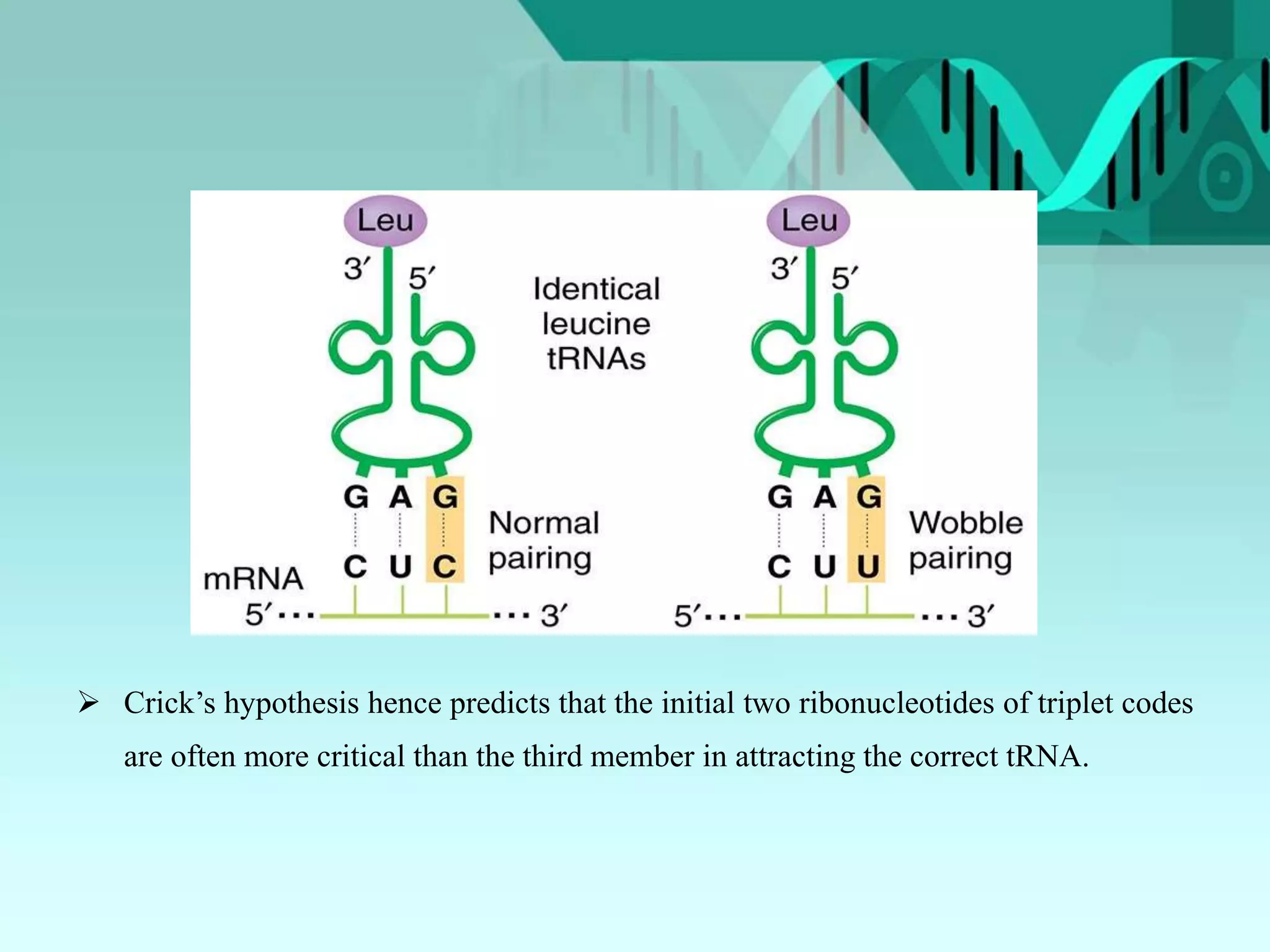 Wobble hypothesis | PPTX