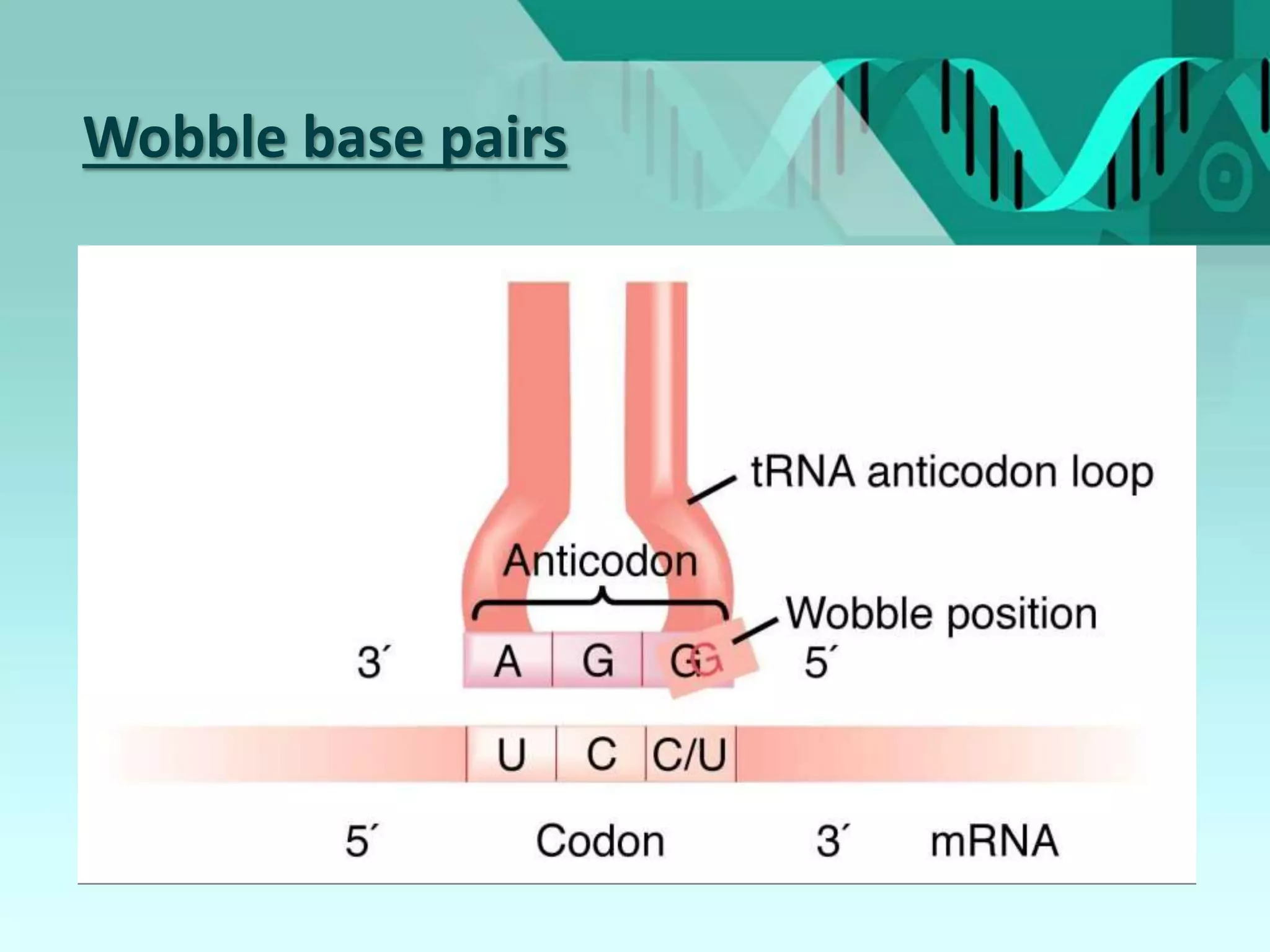 Wobble hypothesis | PPTX