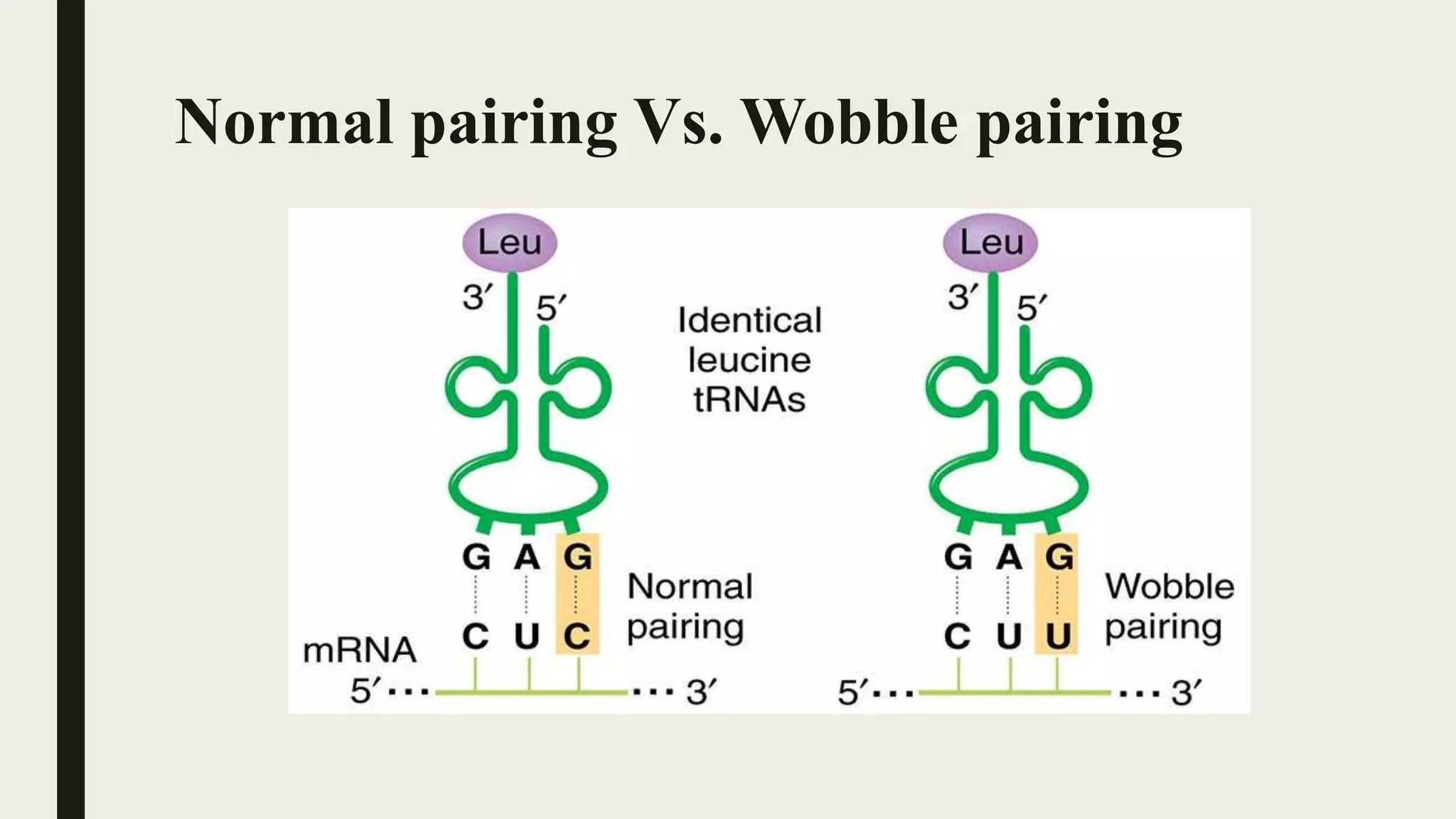 Wobble hypothesis | PPTX