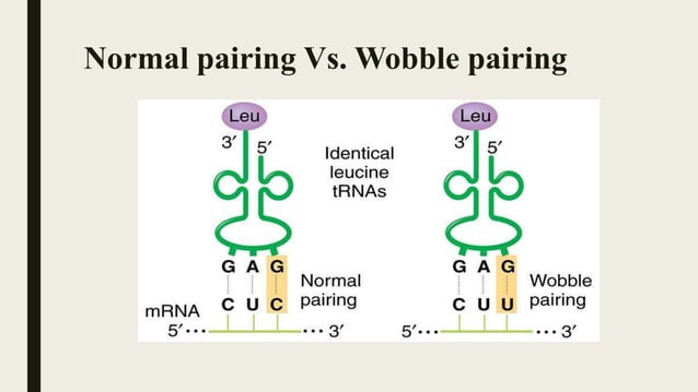Wobble hypothesis | PPTX
