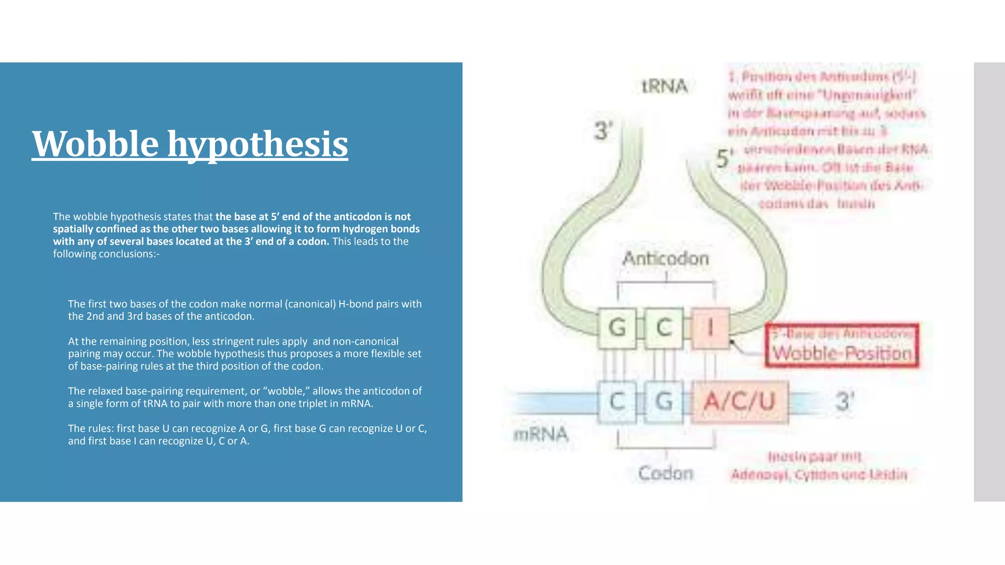 Wobble hypothesis | PPTX