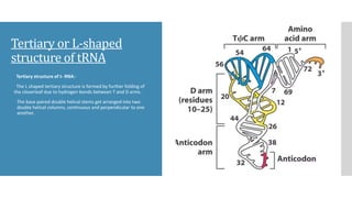 Wobble hypothesis | PPTX