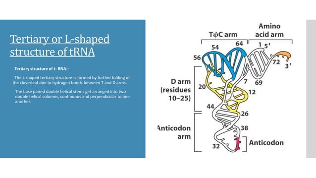 Wobble hypothesis | PPTX | Programming Languages | Computing