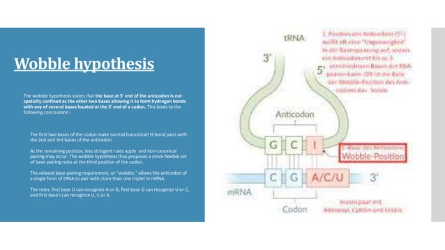 Wobble hypothesis | PPTX | Programming Languages | Computing