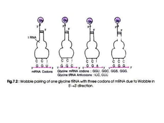 Wobble hypothesis AND new genetic code | PPTX